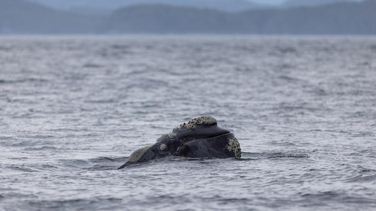 'Very rare whale': Endangered North Pacific right whale photographed in BC
