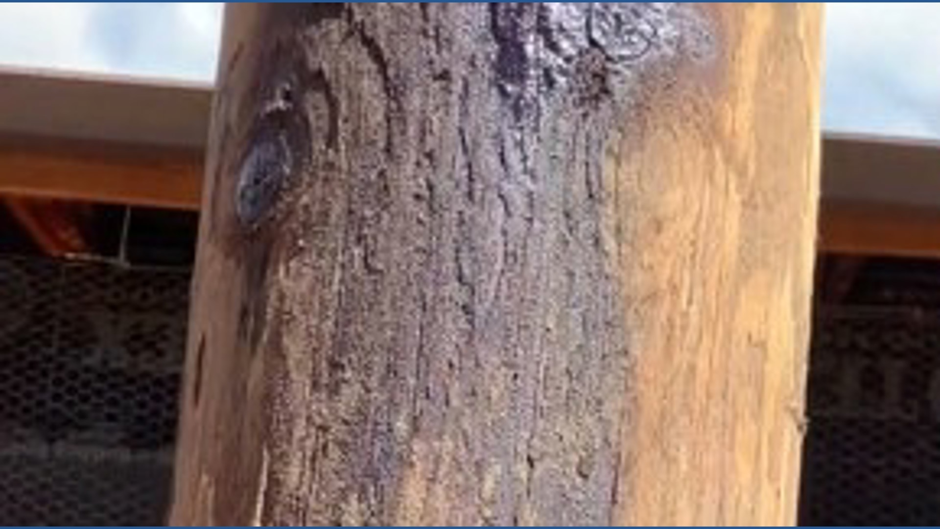 Utility pole leaking pesticide, animal sanctuary owner says
