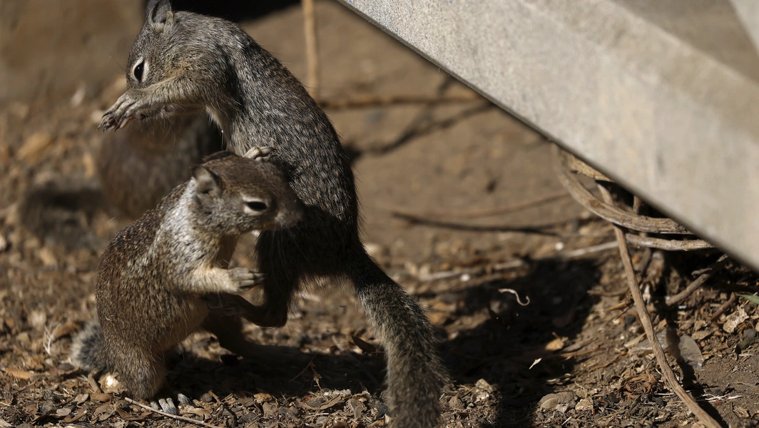 Fascinating facts about squirrel diversity and behavior