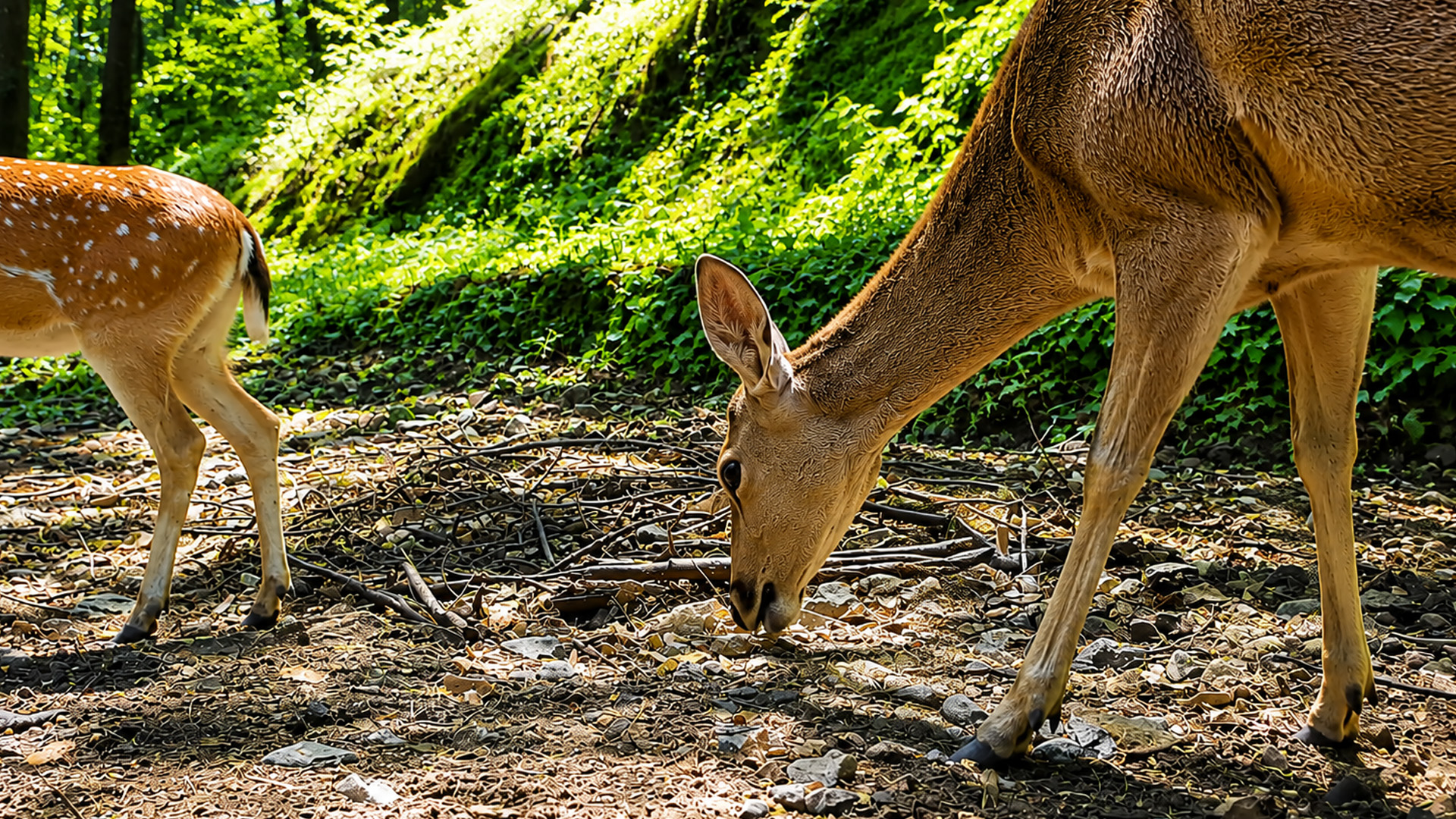 A forest camera watched this path for days - then these deer appeared