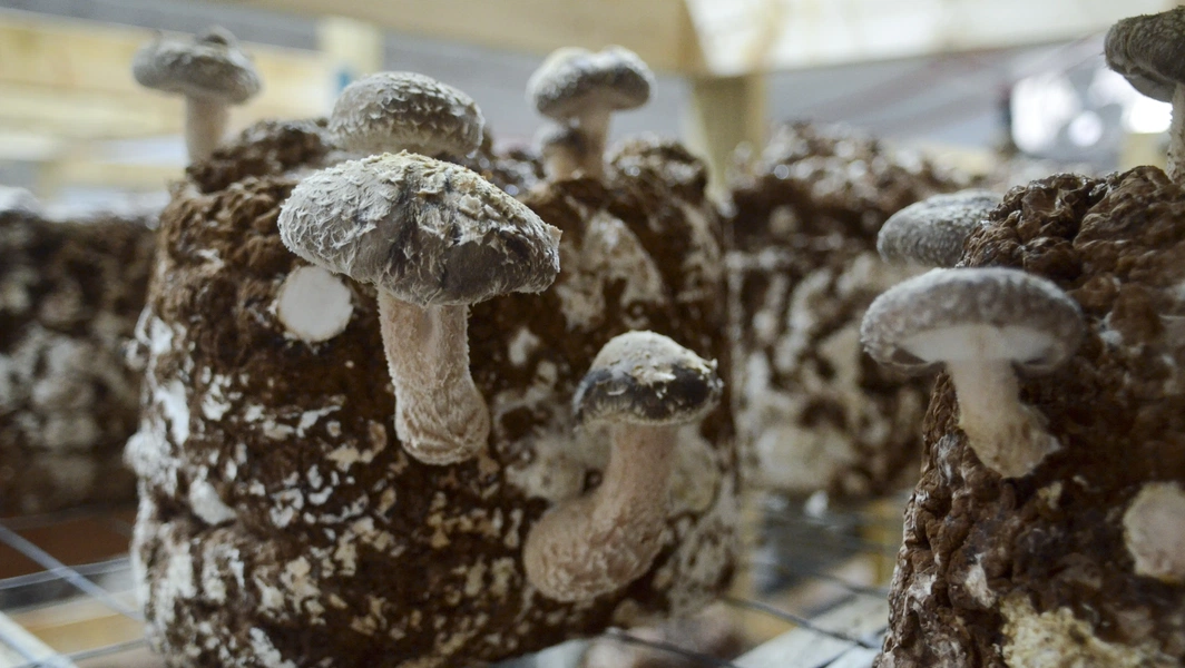 12 top mushroom growing kits for home cultivation