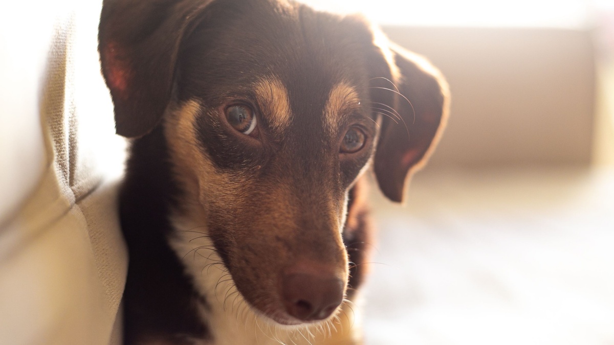 What your dog does when they feel emotionally neglected