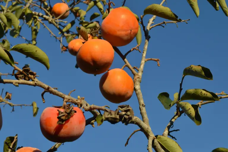 Asian persimmons bring unique flavor and low-maintenance growing to ...