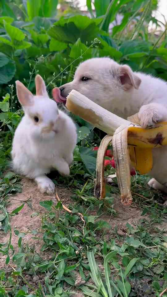 The rare and funny routine snacking session of a domestic puppy and a ...