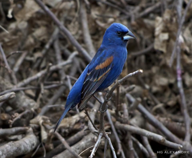Mulching bunting habitat? Birders at Dix Park raise concerns for a rare ...