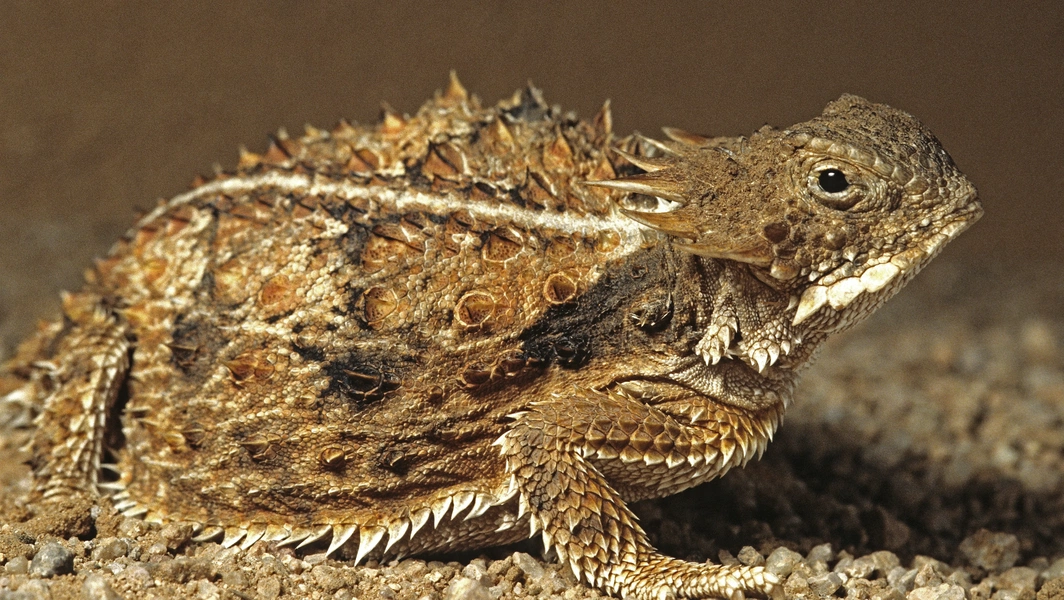 13 animals with extraordinary survival adaptations