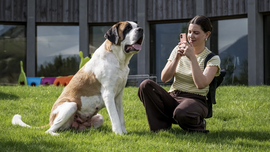 14 powerful dog breeds with gentle natures