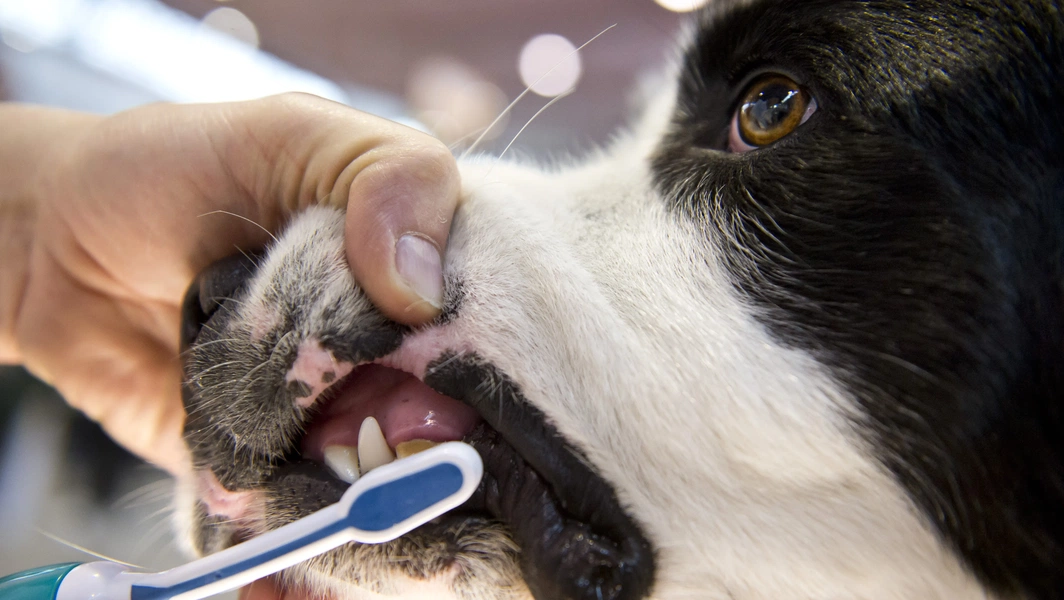 Recognizing overlooked signs of dog health problems
