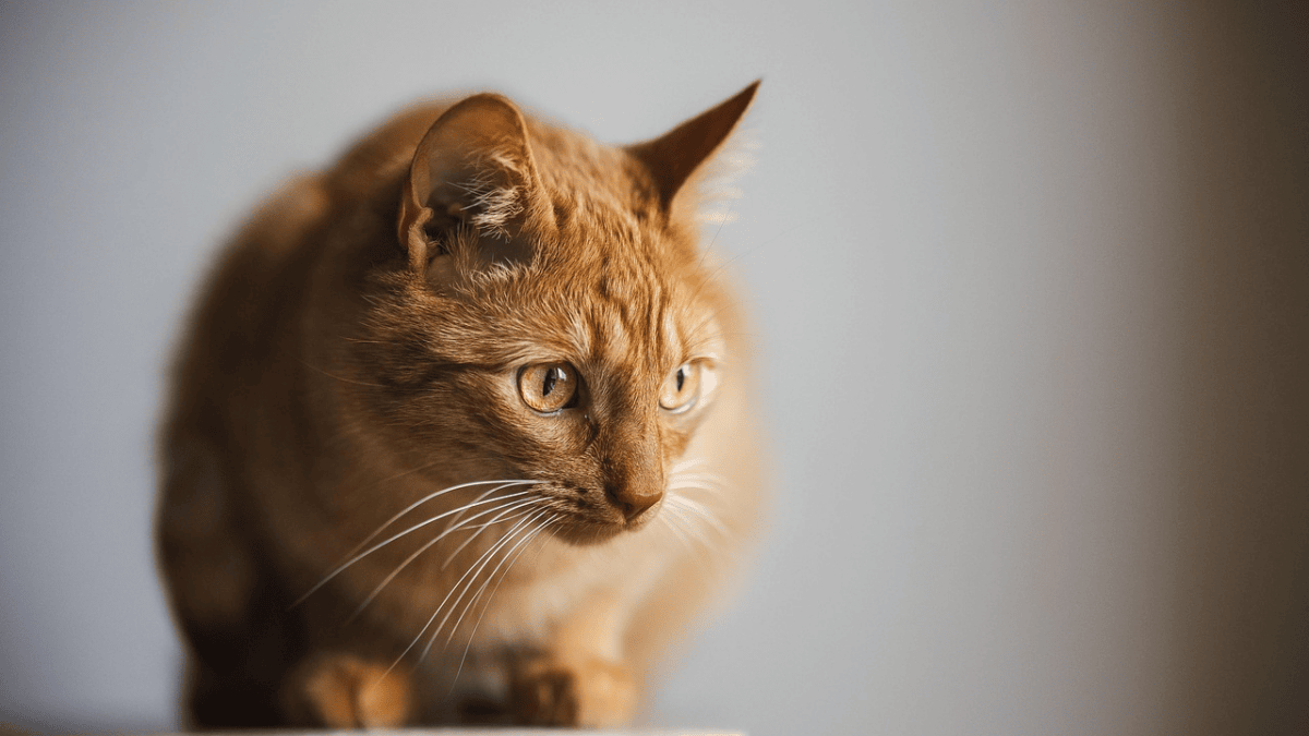 When your cat rubs against you, they're actually trying to tell you ...