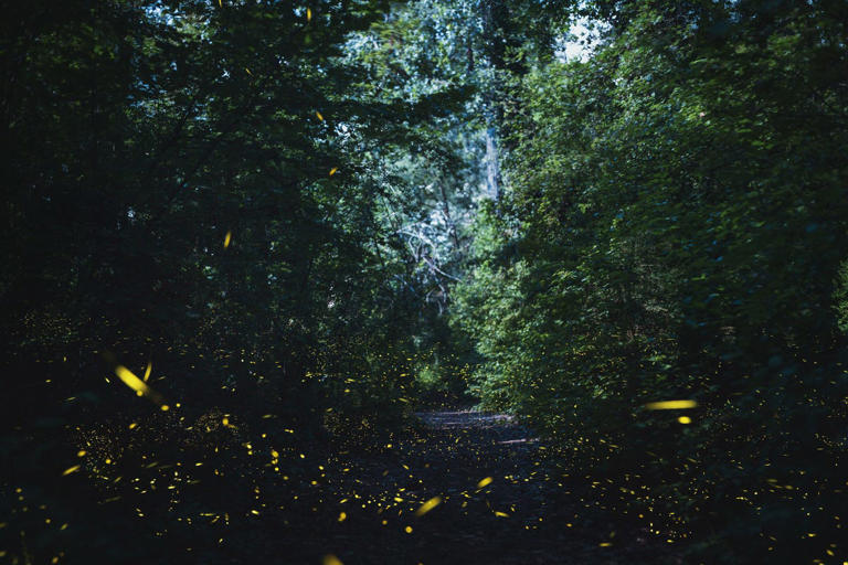 Catching fireflies this summer? Don’t make this mistake with the jar