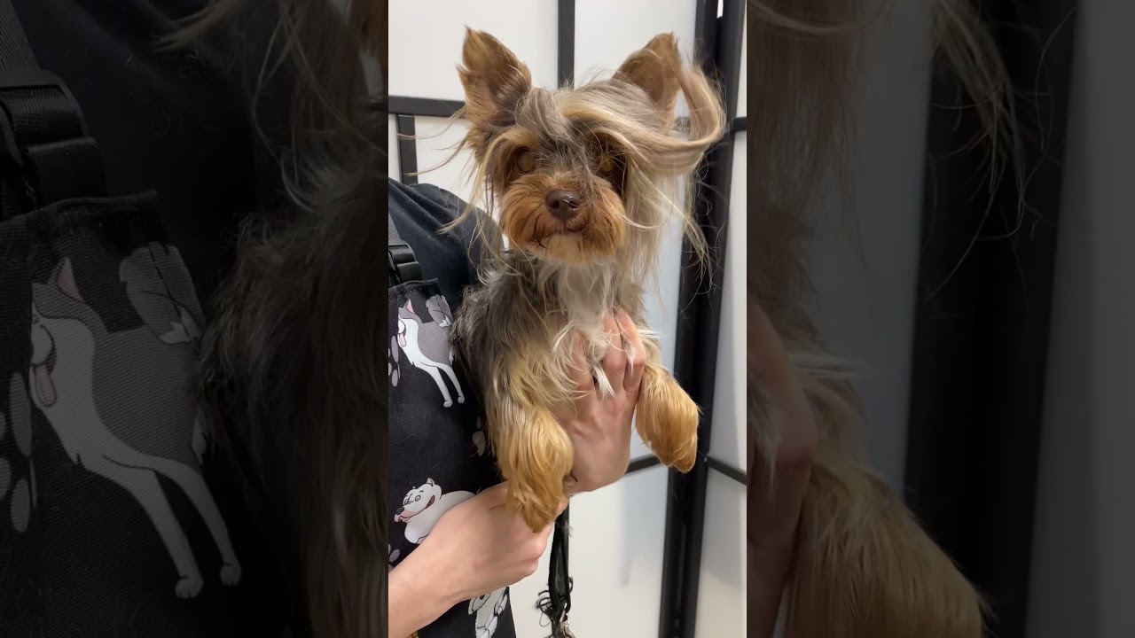 From shaggy to chic: Adorable Yorkie grooming transformation!