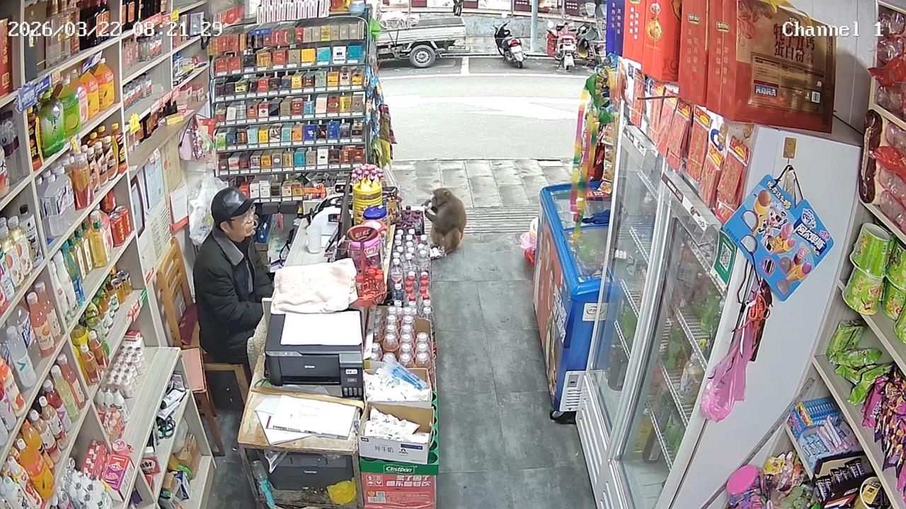 Monkey caught stealing drinks in Chinese store