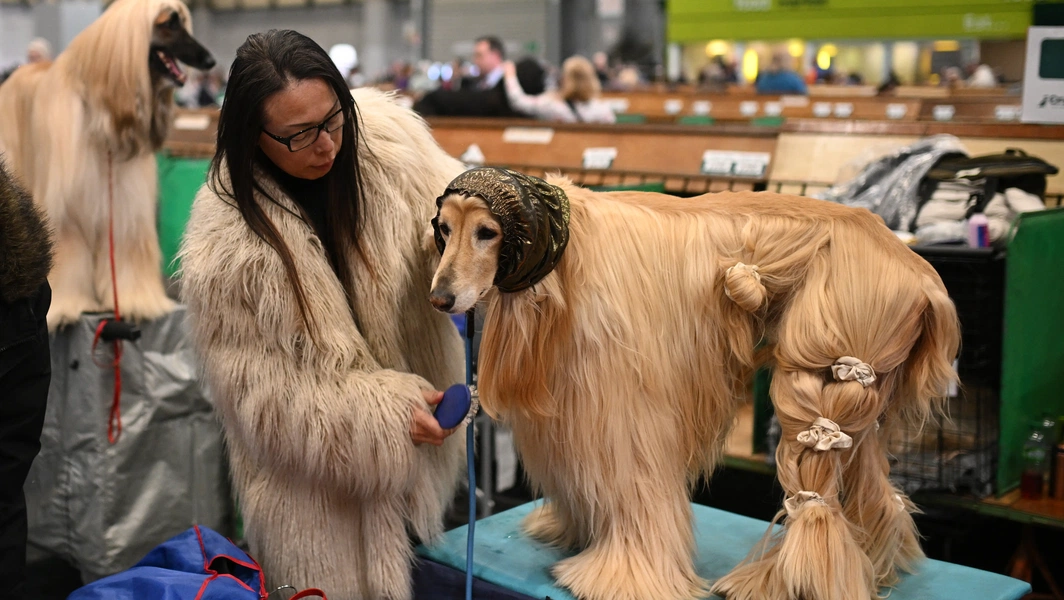 17 dog breeds with unmistakable traits