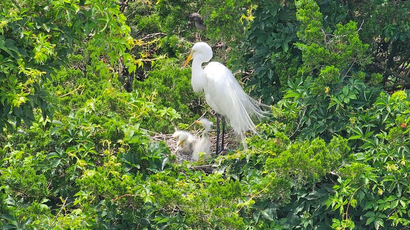 This bird sanctuary in New Jersey becomes a photographer’s dream each ...