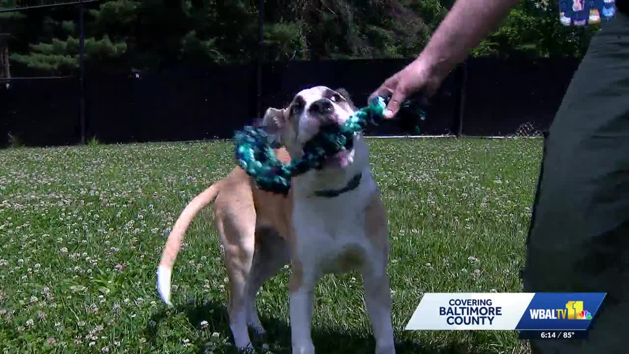 Baltimore County Animal Services at full capacity
