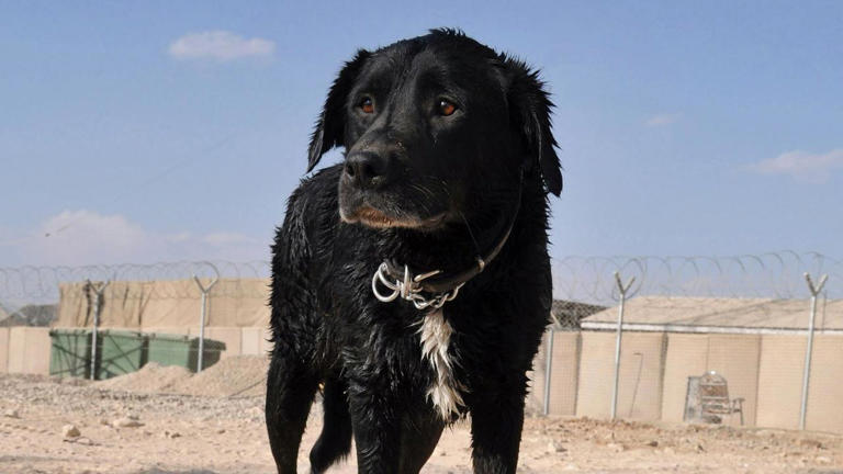 ‘Courage’: Aussie war dog honoured