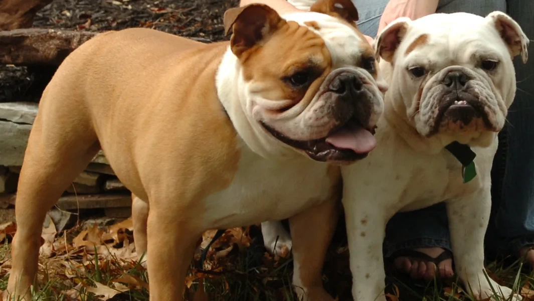 4 bulldog breeds with distinct histories and traits