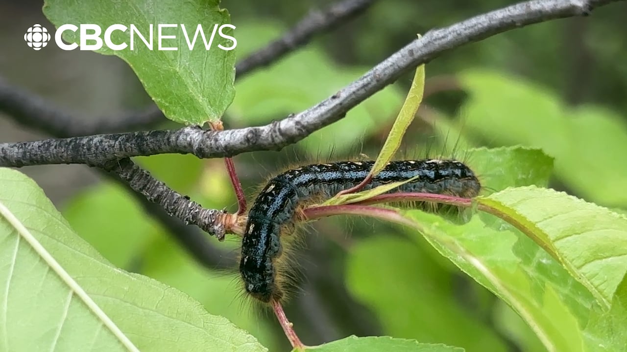 Caterpillars take over Pigeon Lake