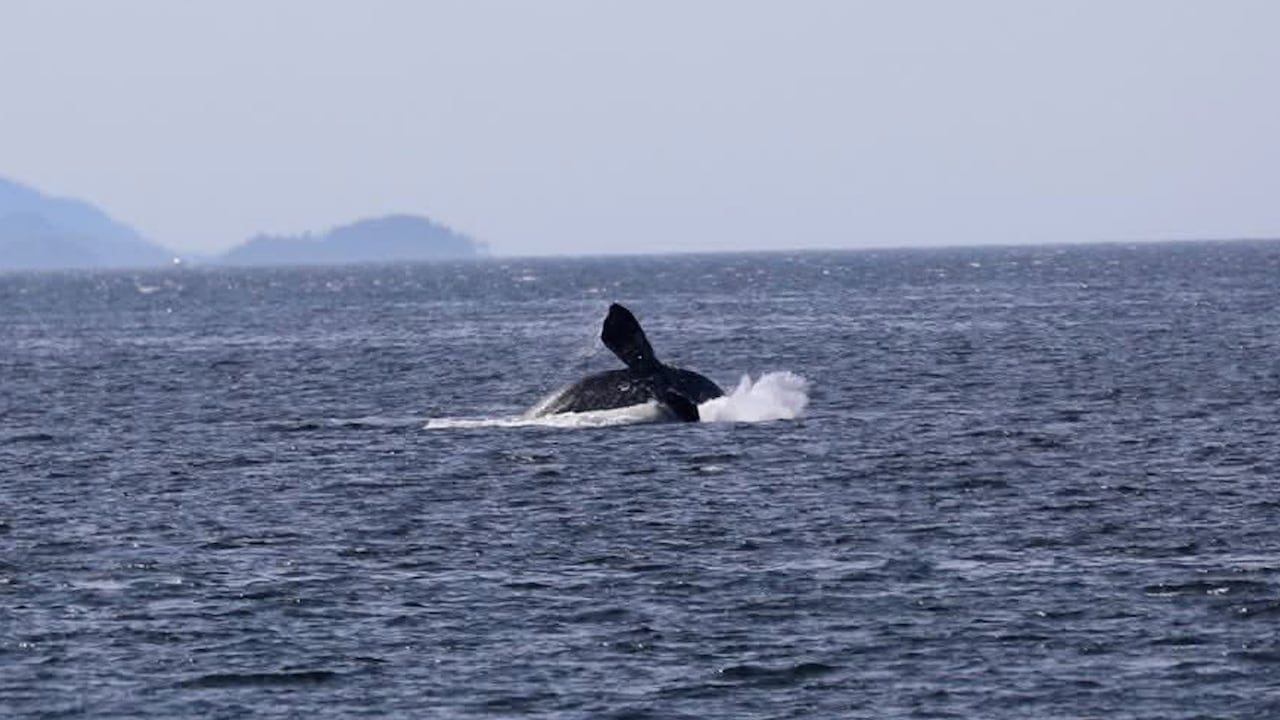 'Very rare whale': Endangered North Pacific right whale photographed in BC