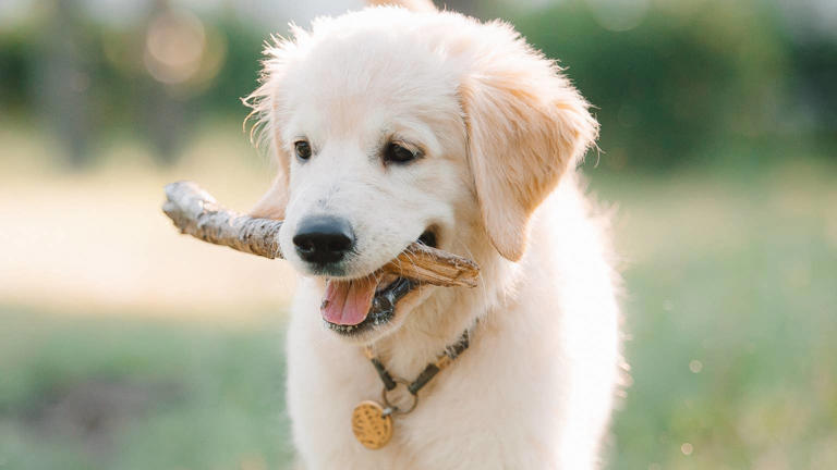 Golden retriever puppy proudly shows off his favorite twig treasure