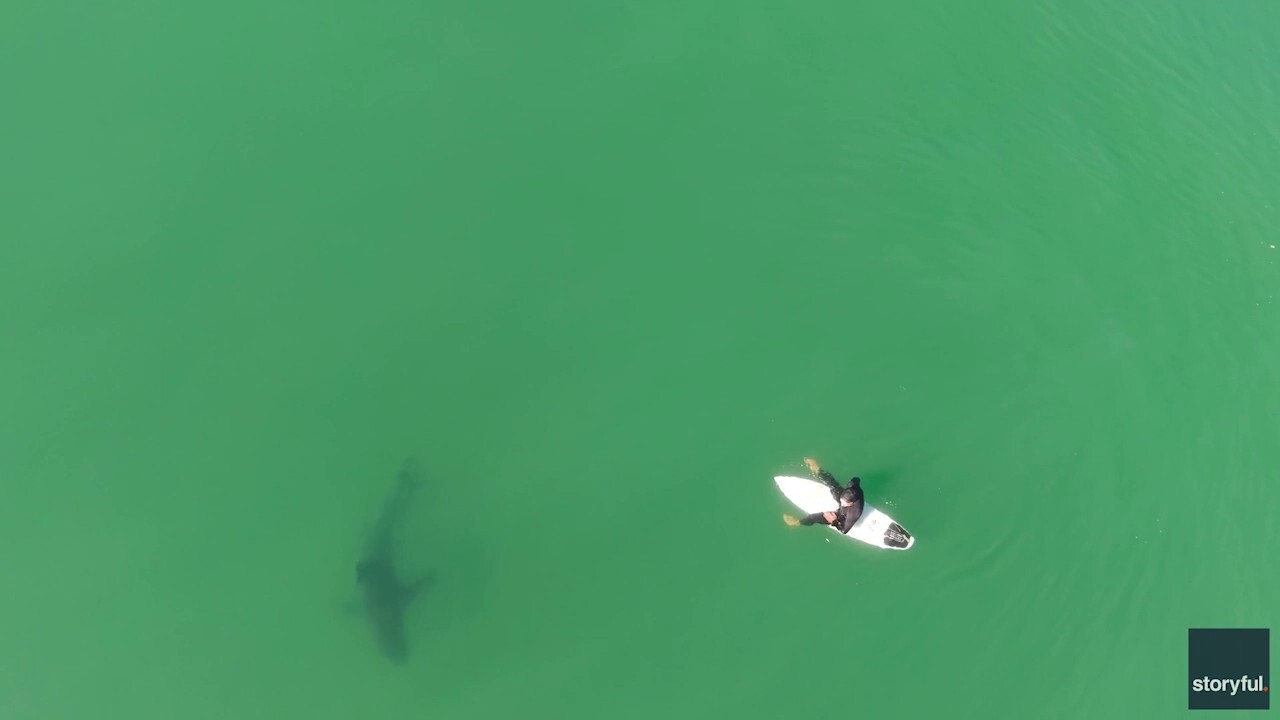 Drone warning helps surfer escape shark circling his surfboard near ...