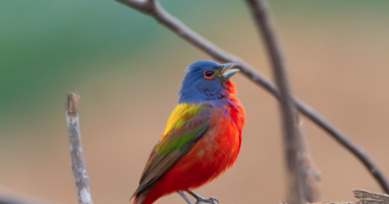 City of Raleigh addresses concerns about painted bunting birds at Dix Park