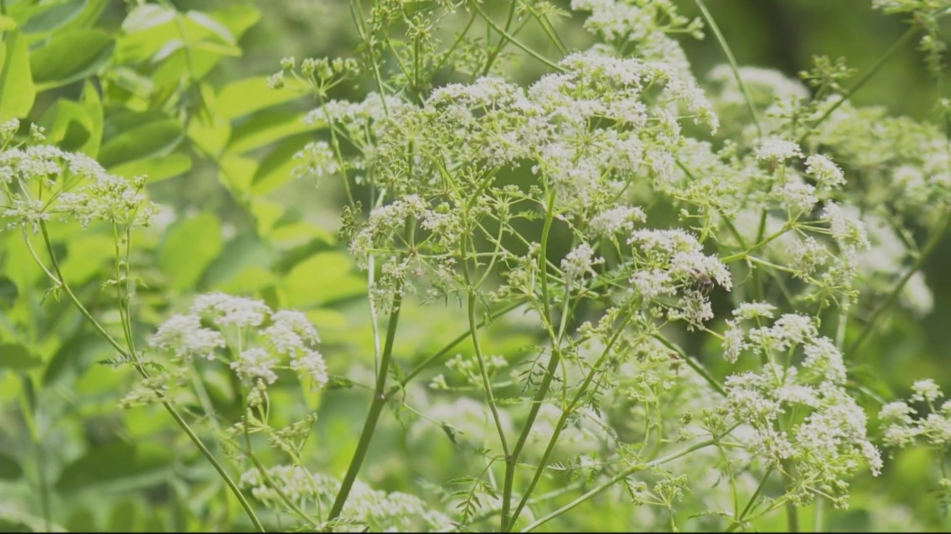 Not all summer blooms are safe: Spotting poison hemlock in Ohio