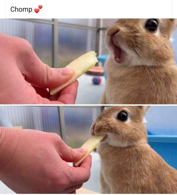 34 blissfully bright bunny memes for some cottontail comfort