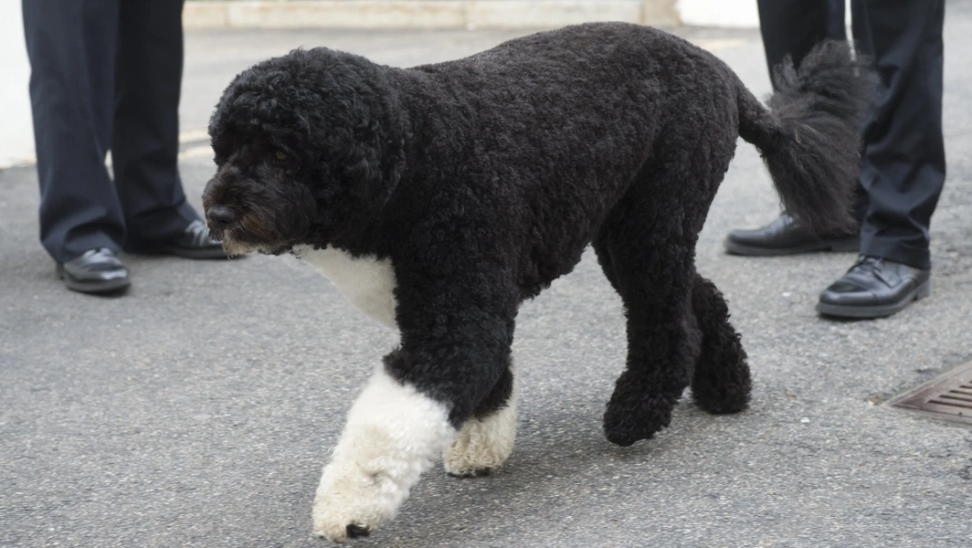 13 iconic pets who captivated the world