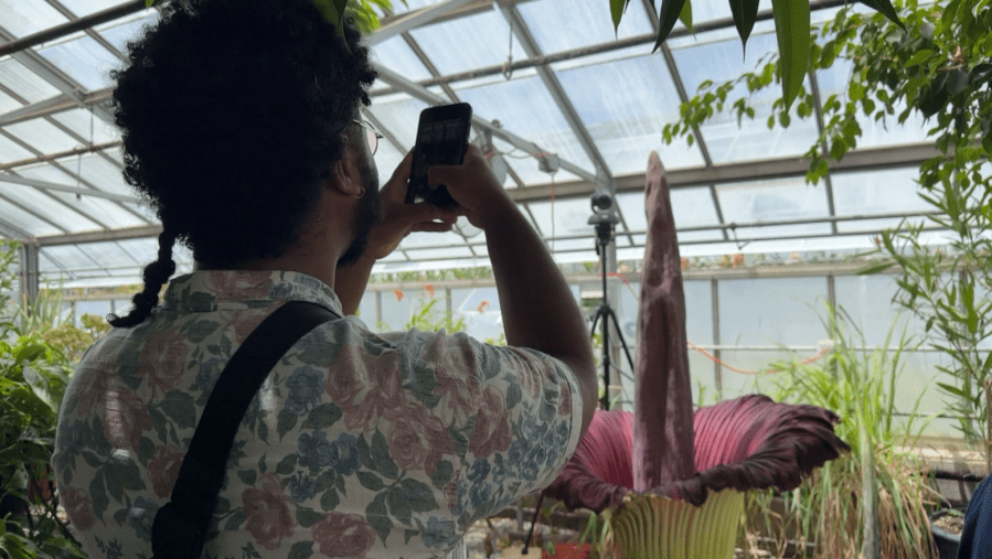 'Stinky': Corpse flower at University of Rhode Island draws crowd