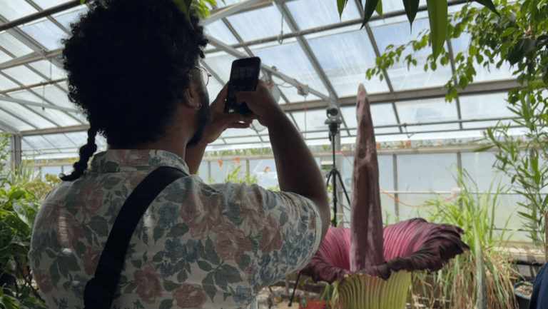 'Stinky': Corpse flower at University of Rhode Island draws crowd
