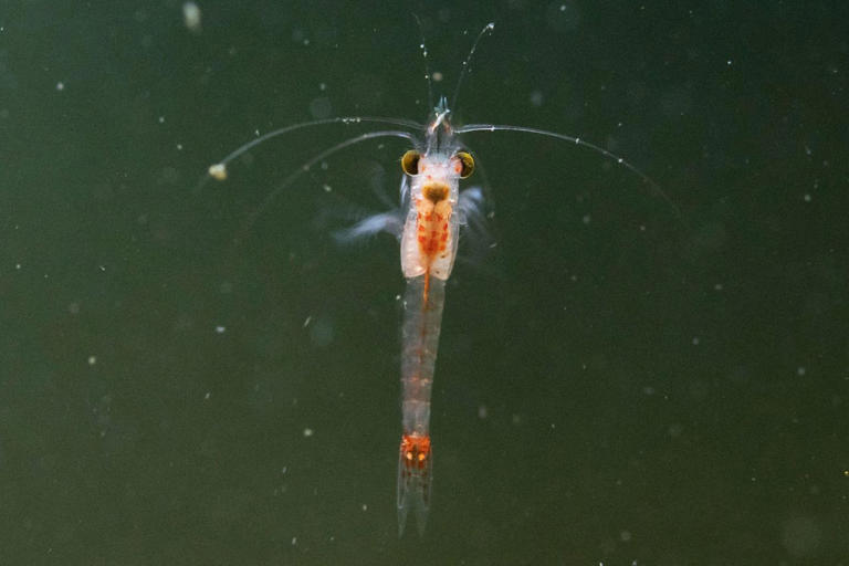 Bloody red shrimp recently found in Lake Superior confirms the invasive ...