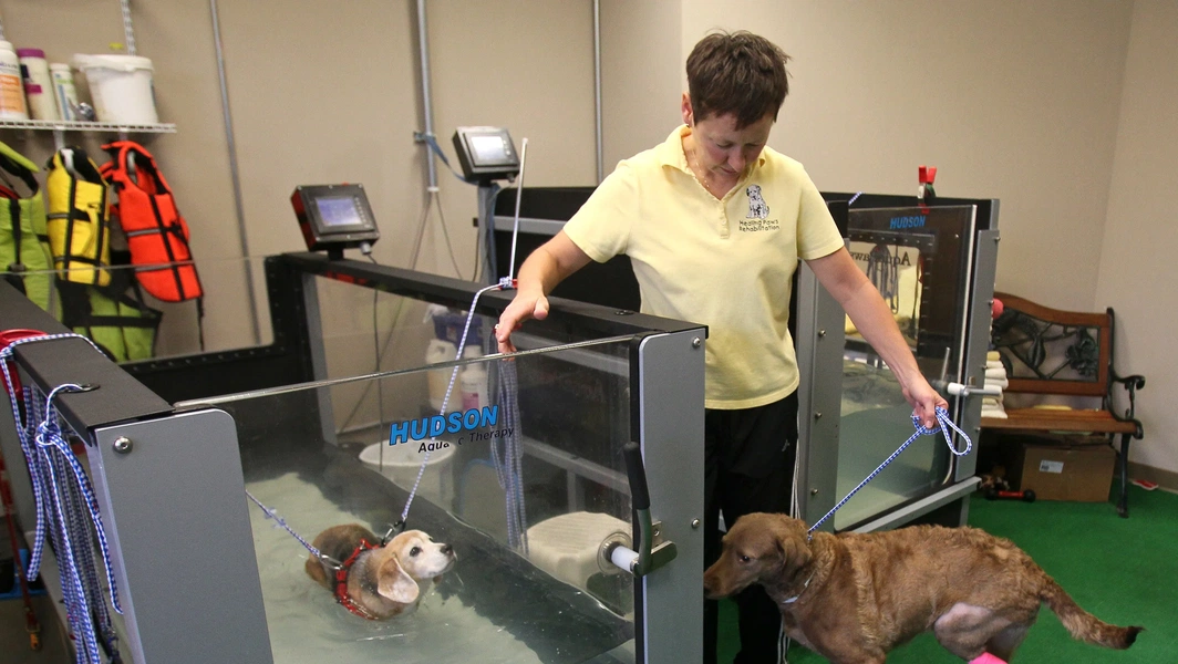 8 careers dedicated to animal care and welfare