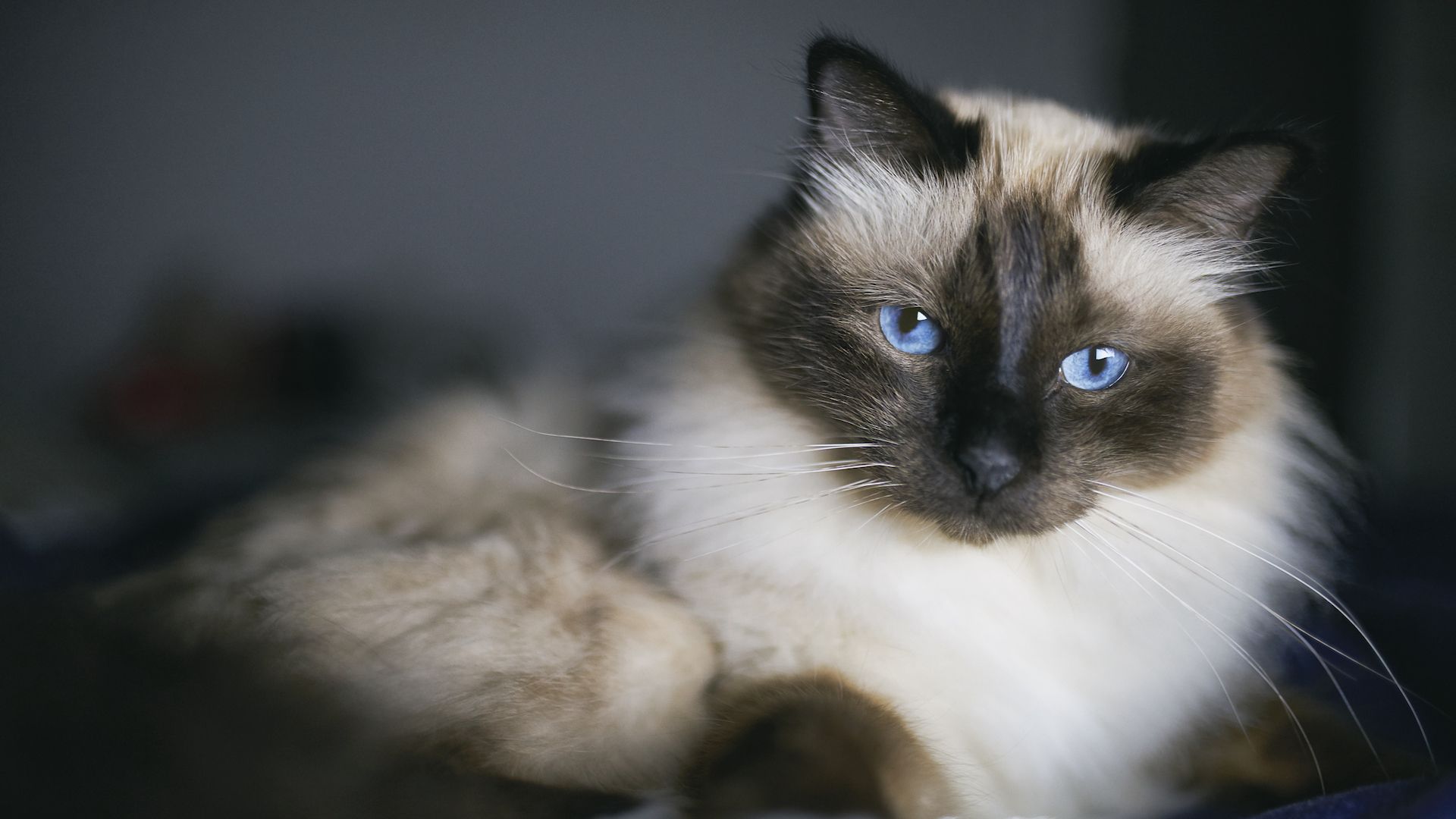 Interesting facts about Birman cats