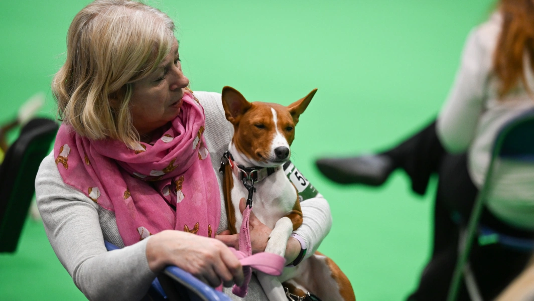 13 dog breeds with feline-like traits