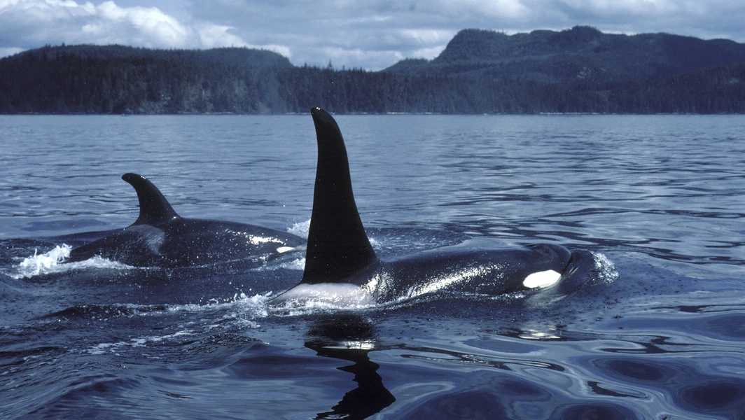 Orcas display rare hunting tactics from salmon stalking to shark attacks