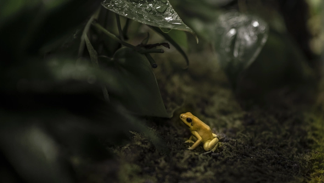 9 extraordinary frogs with unique colors and adaptations