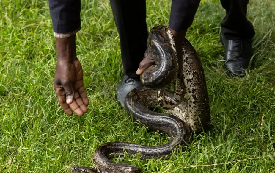 Meet Africa’s heavyweight hunter, the rock python