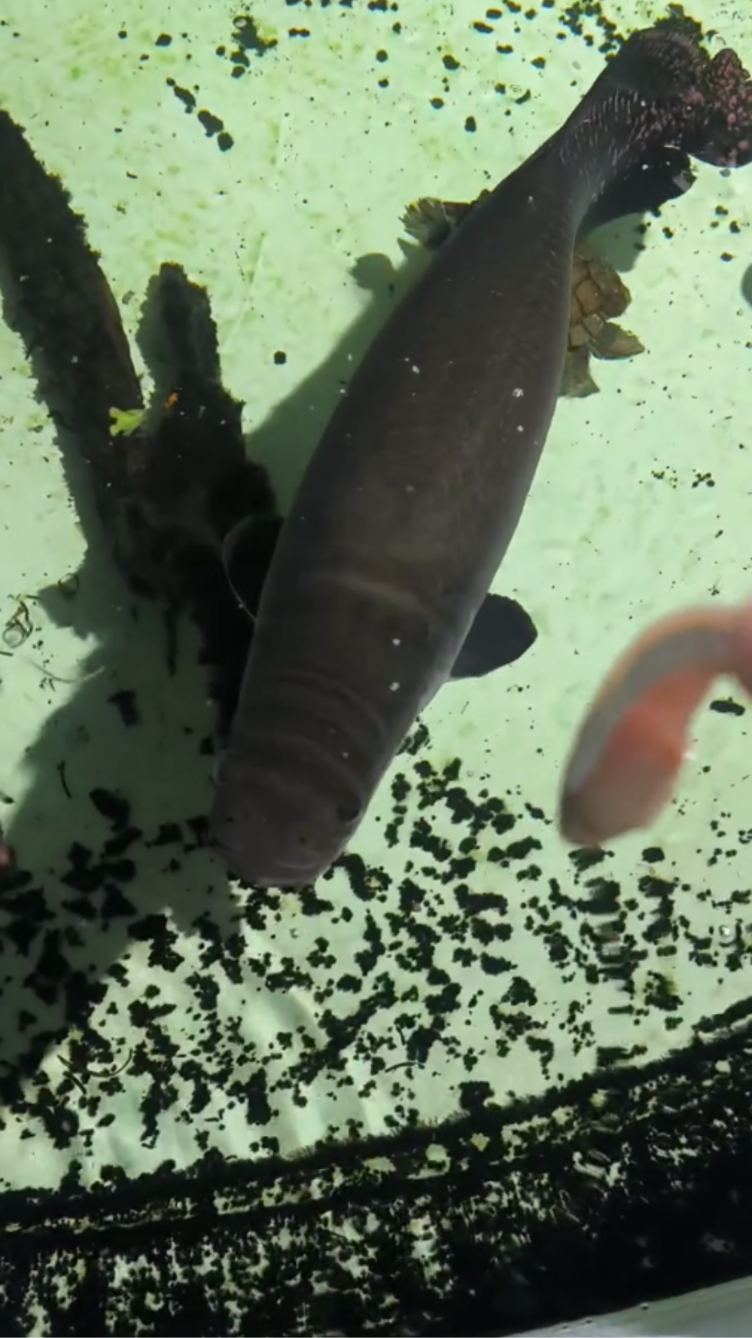Alimentando este peixão, veja a reação incrível na hora da comida