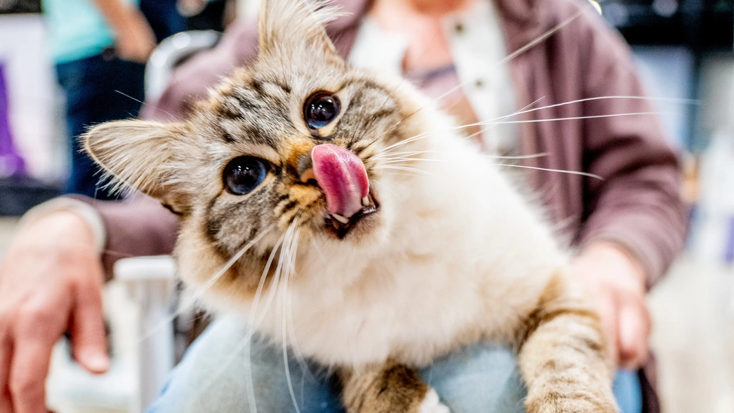 Understanding subtle signs of feline affection
