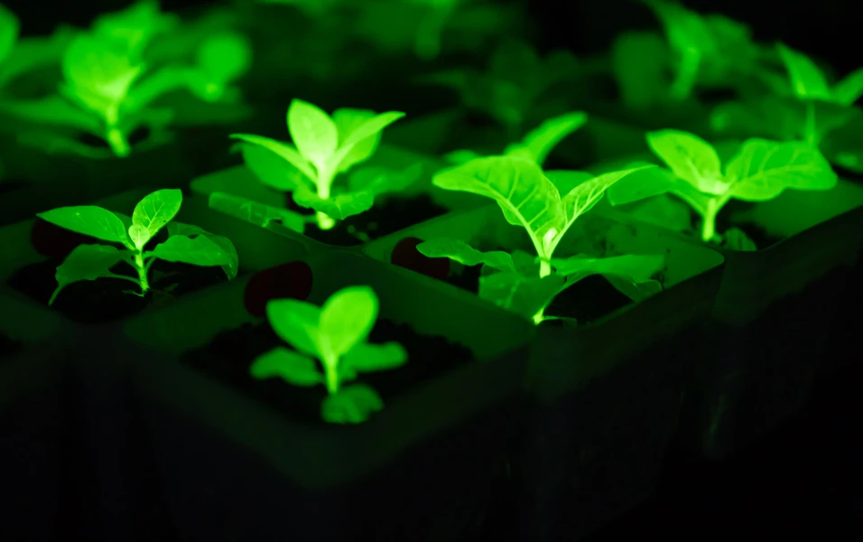 Glow-in-the-dark plants developed to detect crop diseases early
