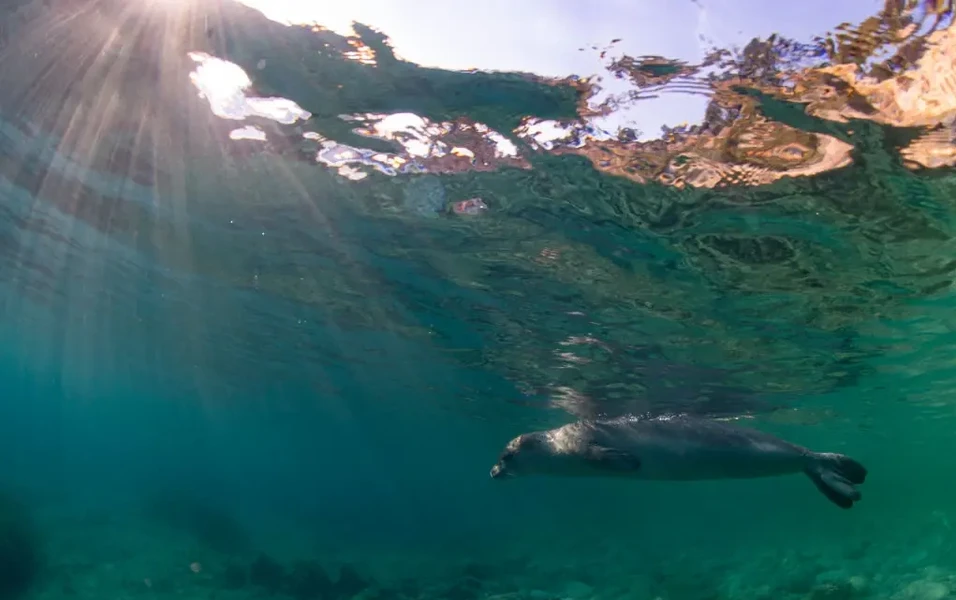 Rare monk seals retreat to hidden caves to escape tourists