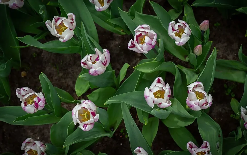 Bulb planting tips for nonstop blooms
