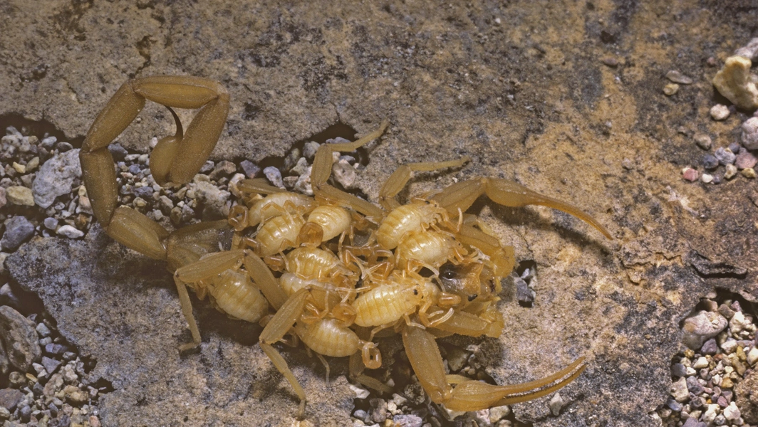 Scorpion habitats and risks across the United States
