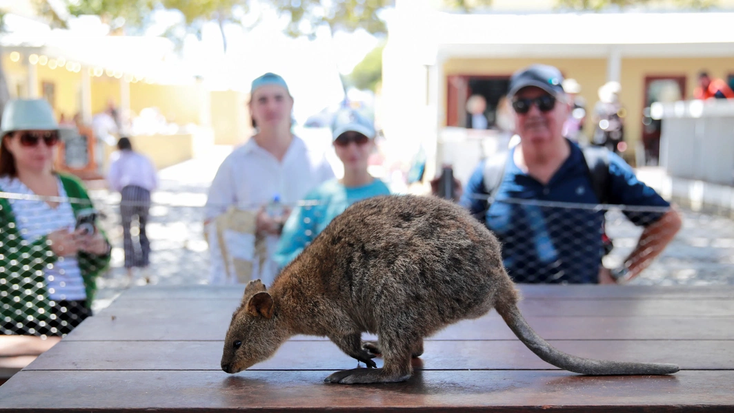 Quokkas: Adaptations, habits, and island life