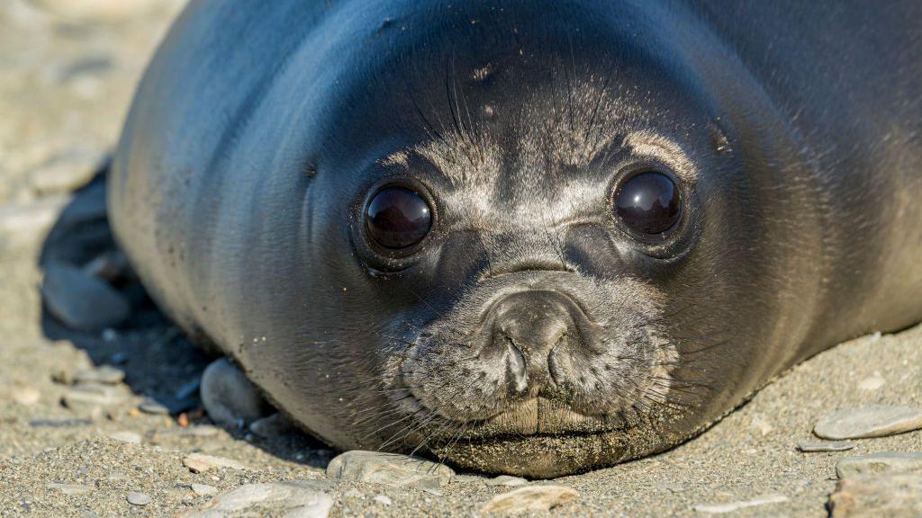 Bird flu kills more than 75% of baby seals on remote Australian island ...