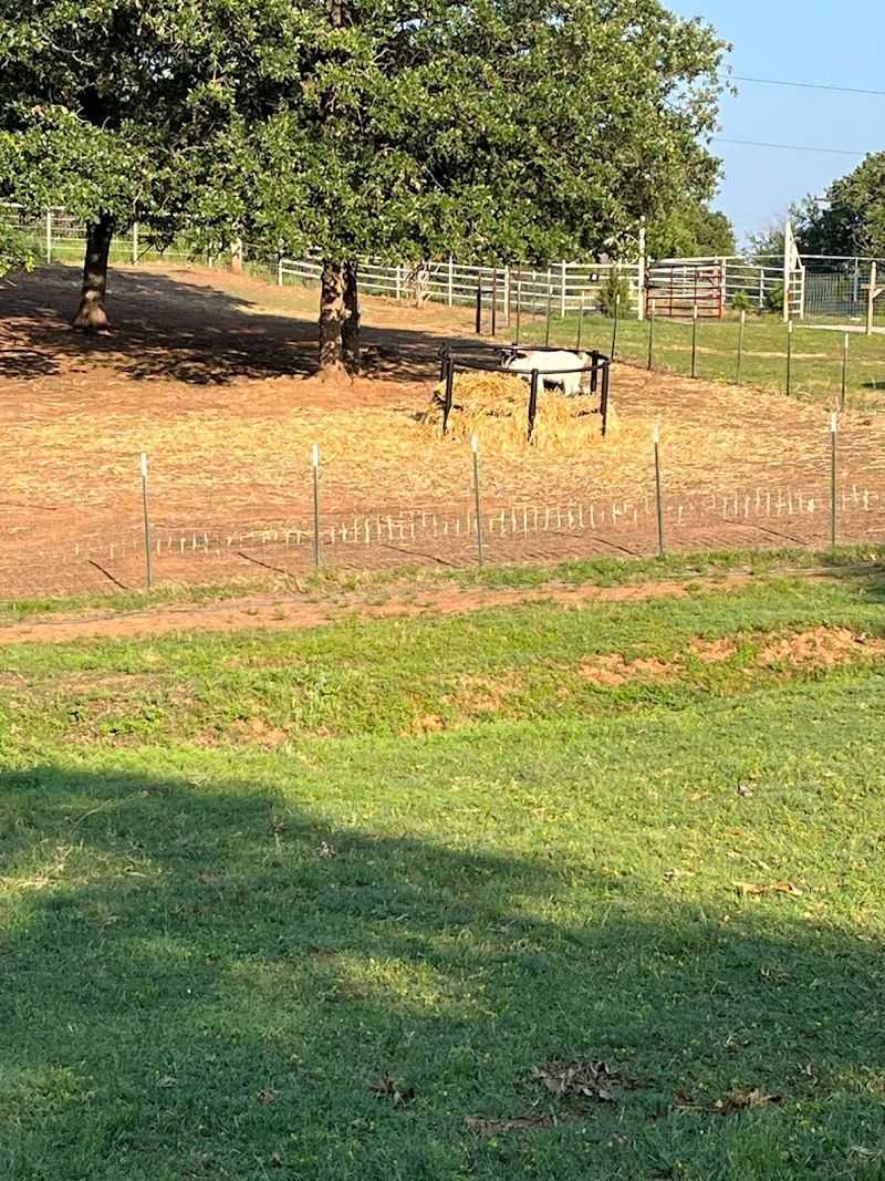 This Oklahoma farm animal sanctuary lets you get up close with rescued ...