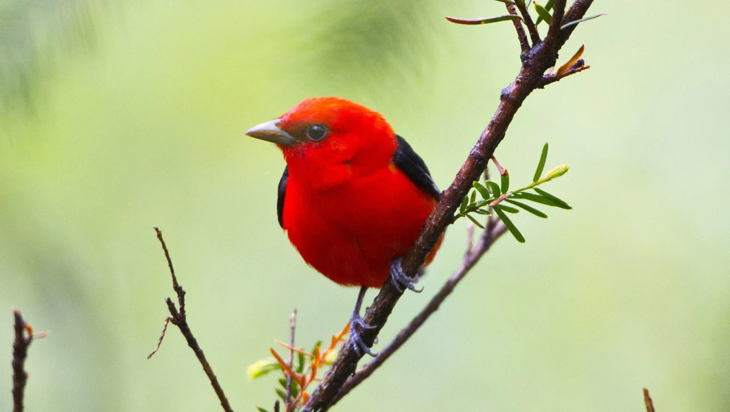 Exploring Indiana’s Mary Gray Bird Sanctuary