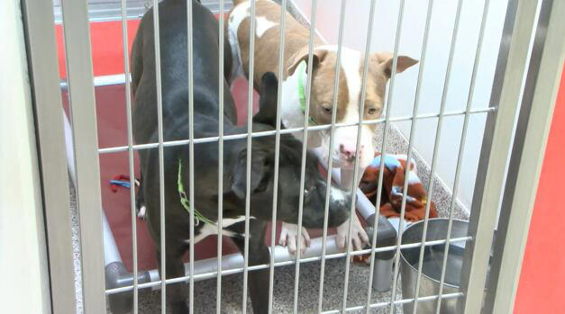 Distemper outbreak at Pima Animal Care Center halts adoptions