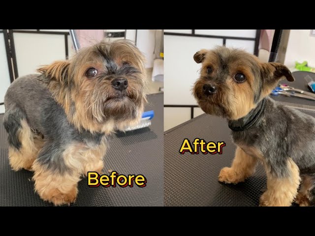 Yorkie makeover: Step-by-step grooming transformation for Yorkshire ...